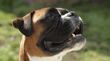 These 20 dog breeds love to make a scene (but they're actually very loving)