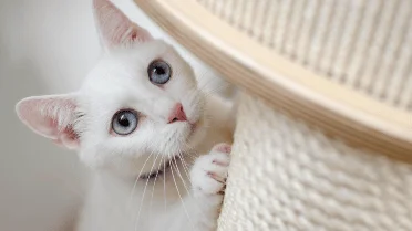 The easiest way to know how your cat feels, according to AI