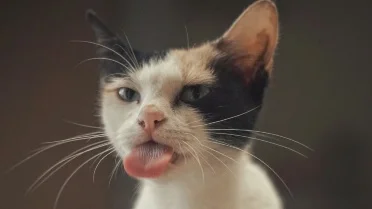 Cats only act in these 6 ways with their favorite human (if they do it ...