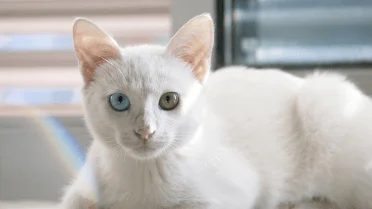 5 strange phenomena that cats perceive, according to experts