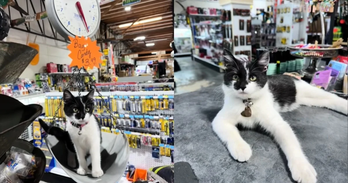 Customers return to this store just to see their adorable rescued cat