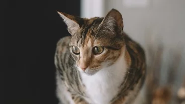 Cats only act in these 6 ways with their favorite human (if they do it ...