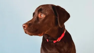 Your dog may love you more than you realize: signs experts point to