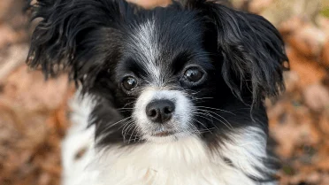 The 7 Funniest Dog Names People Actually Give Their Pets