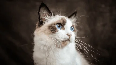 10 beautiful and affectionate cat breeds (they intensely love their owners)