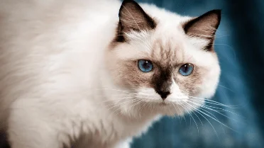 Why Ragdoll Cats Are Considered the Perfect Lap Companion for Older Adults