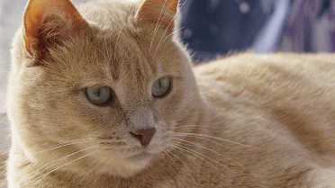 8 Reasons Why Your Cat Prefers to Be Spoken To Like a Baby, According ...
