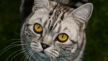 8 Reasons Why Your Cat Prefers to Be Spoken To Like a Baby, According ...