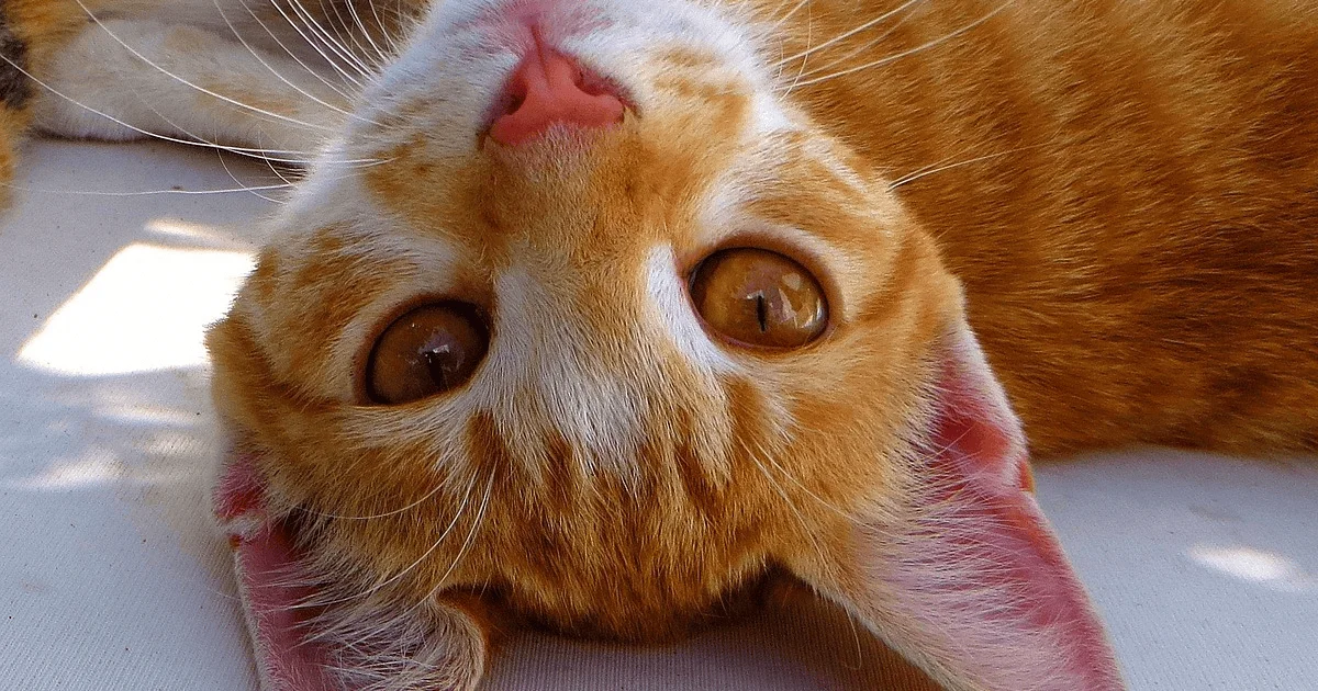 8 Reasons Why Your Cat Prefers to Be Spoken To Like a Baby, According ...