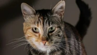Your cat could be in a lot of pain and you might not notice: 8 signs