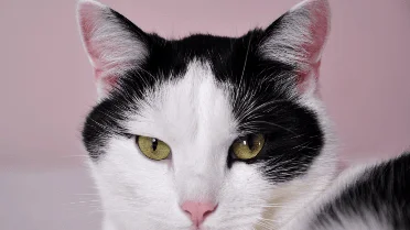 Your cat may be overweight and you don't realize it: find all the signs ...