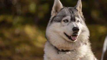Top 10 Most Beautiful Dog Breeds in 2026, by the American Kennel Club