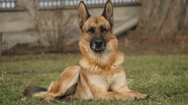 These are the 20 most loved dog breeds in the world, can you guess ...