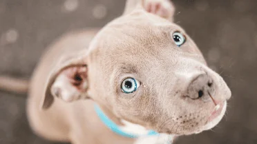 Common household items that may be toxic to dogs