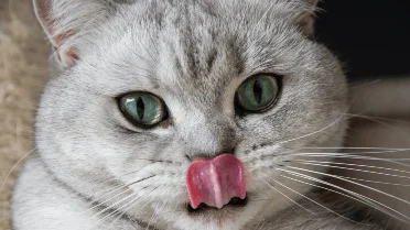 Your cat may be overweight and you don't realize it: find all the signs ...