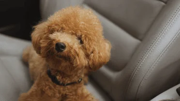 15 dog names that will make people instantly adore your pet