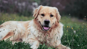 The Emotional Story of Bailey: A Dog Whose Love Transcended Lifetimes ...