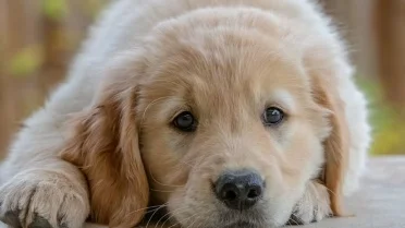 The Surprising Genetic Connection Between Golden Retrievers and Human ...