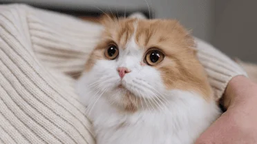 Science reveals which words cats understand best