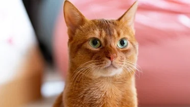 The reason why some cats talk more than others