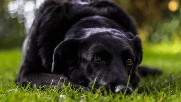 10 Signs Your Dog May Be Saying Goodbye Without You Realizing It