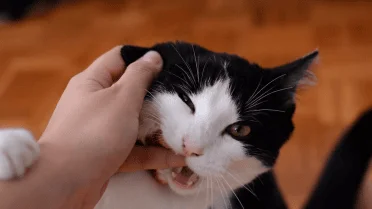 Why some cats suddenly stop eating, according to vets