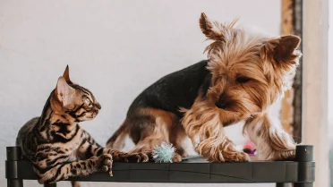 How long do dogs and cats hold a grudge against you? The surprising ...