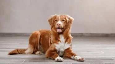 12 Underrated Dog Breeds That Make Unforgettable Companions
