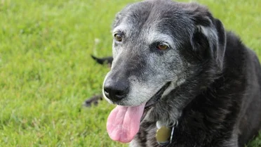 SPCA International reveals the 11 dogs that have been waiting the ...