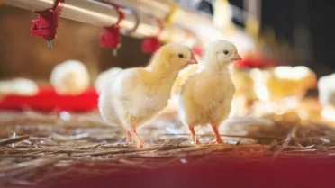 What seemed like science fiction has already happened: 26 chicks hatch ...