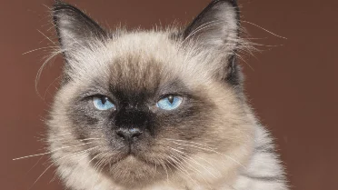 Why do cats seem evil but are so adorable? Here's the answer
