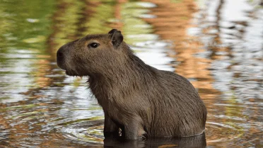 The 10 Friendliest Animals in the World That Seem to Love Everyone