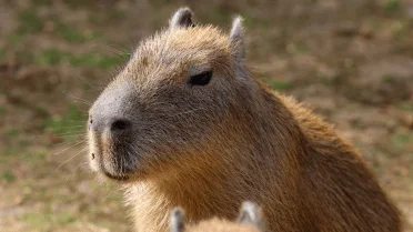 8 surprising capybara facts that will make you love them even more