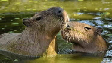 8 surprising capybara facts that will make you love them even more