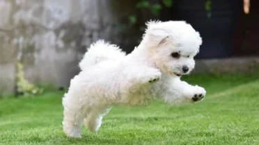 9 Loving Dog Breeds That Find True Happiness With Their Human Families