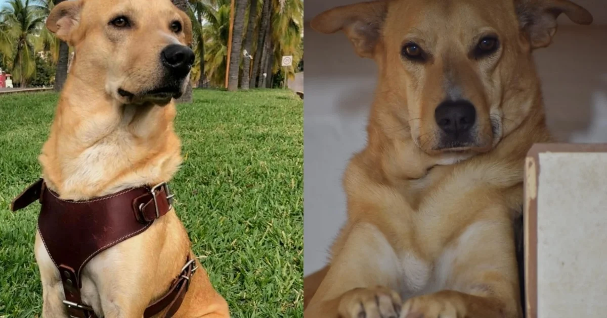 Zeus beat cancer: what are the signs to detect it early and save your ...