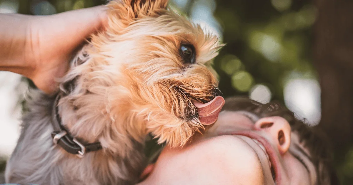 Why do some dogs lick their owners excessively?