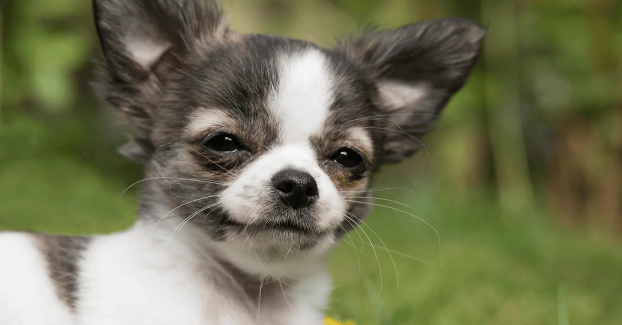 Furry BFFs for life: 9 healthy dog breeds that will stick by you for ...