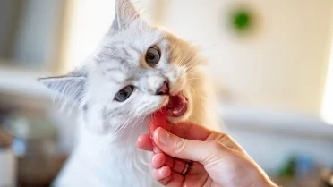 What it means when your cat gently bites you while you pet it (and it ...
