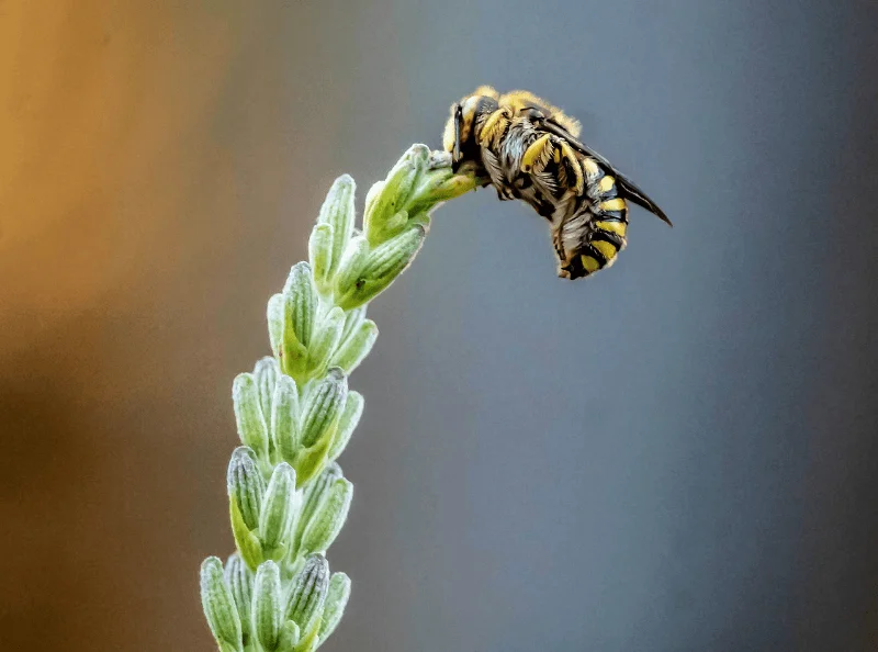 The adorable reason why bees are found sleeping inside flowers