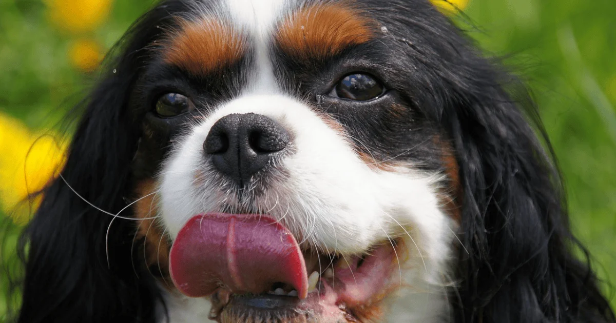 12 Dog Breeds That Are Sociable But Enjoy a Quiet Life