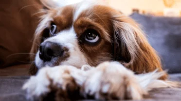 The 7 dog breeds that will absolutely love you the most