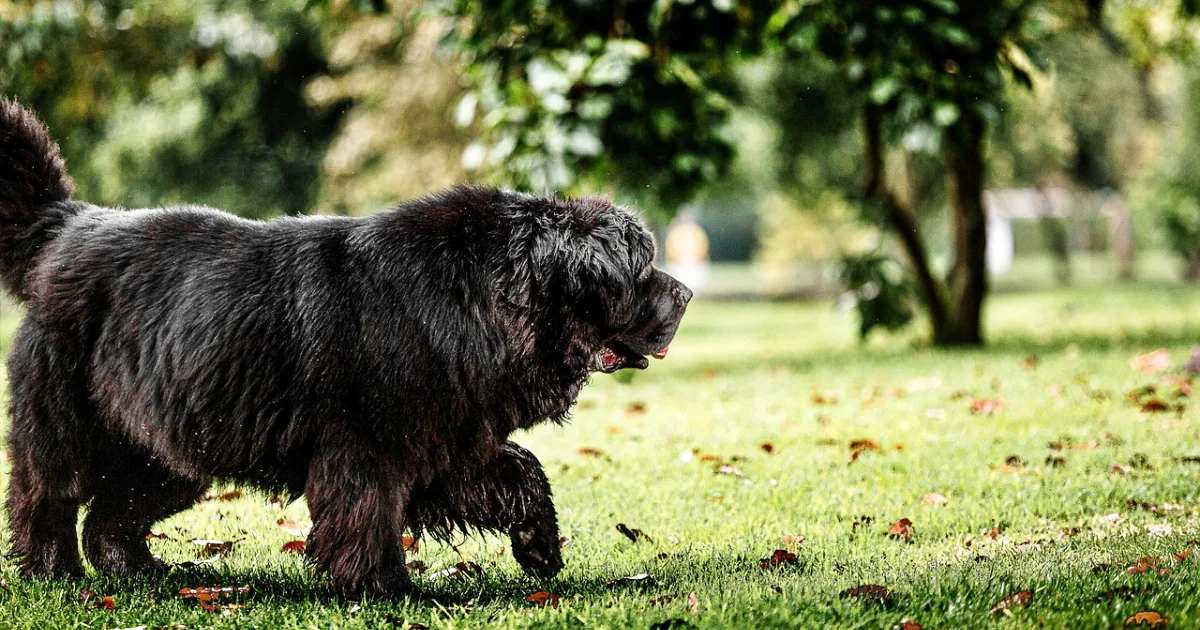 The giant Teddy Bears: 5 dog breeds that look like actual plush toys