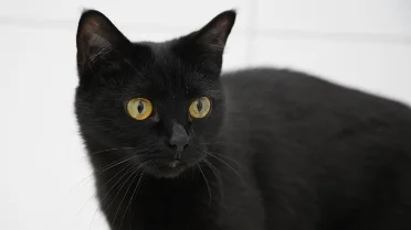 Is your cat shy or adventurous? Learn to decipher its personality