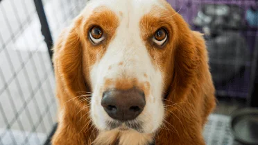 13 signs your dog is truly happy, according to PetMD