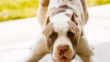 13 signs your dog is truly happy, according to PetMD