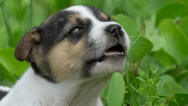 13 signs your dog is truly happy, according to PetMD