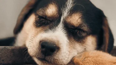 13 signs your dog is truly happy, according to PetMD