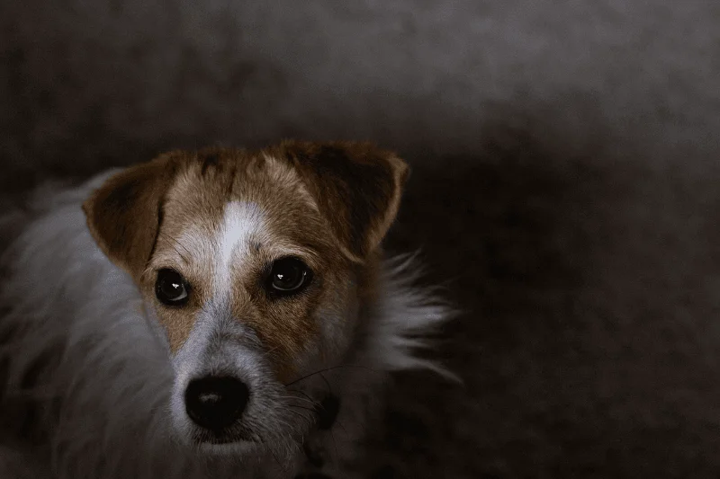 Día Mundial del Perro sin raza: la fecha que impulsa la adopción ...