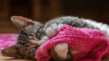 8 ways Your Cat Shows You He Knows When You're Sad